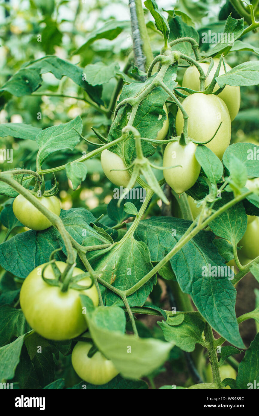 Tomatoe harvest hi-res stock photography and images - Alamy