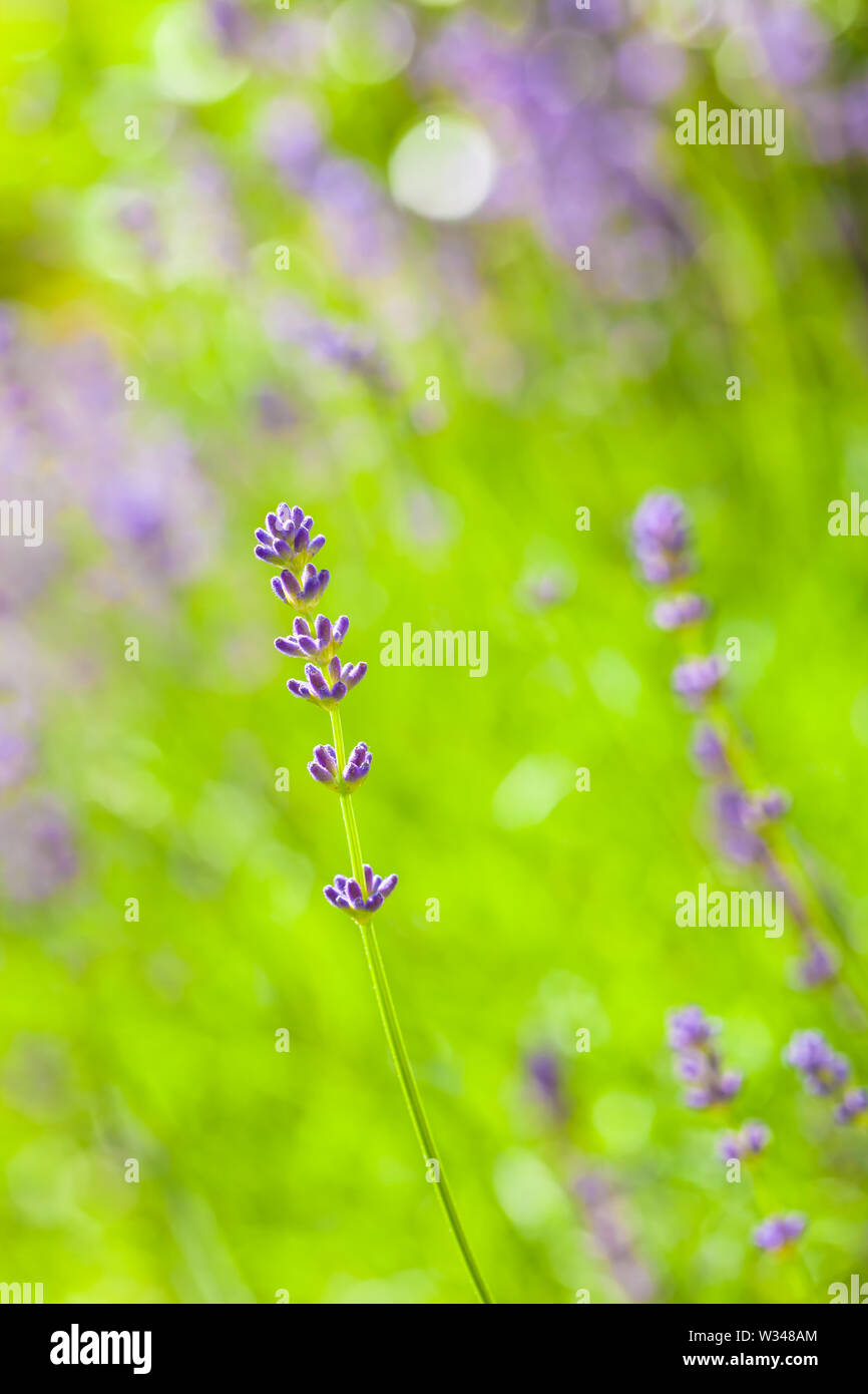 Single stalk of lavender plant in bloom at green garden background ...