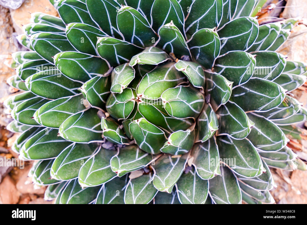 Agave victoriae-reginae,Queen Victoria agave Stock Photo - Alamy