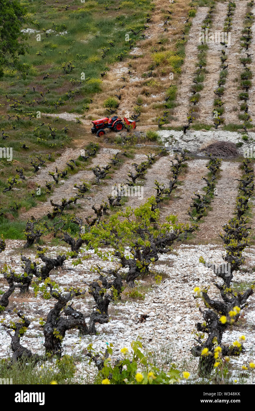 Vineyard in Cyprus during Spring Stock Photo - Alamy