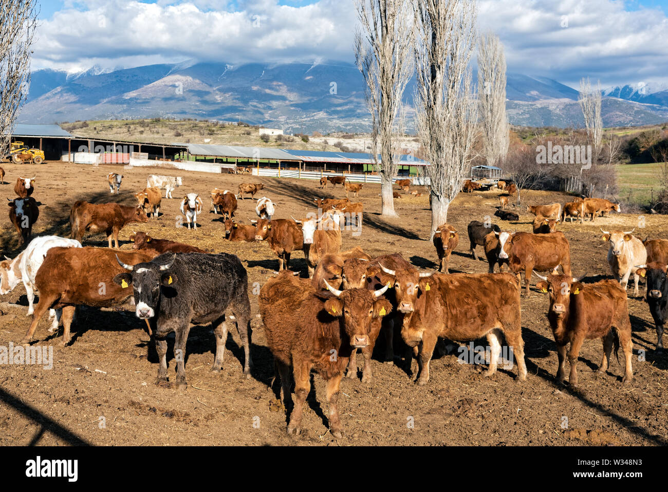 Farm with cows at the area of Mount Olympus in Thessaly, Greece Stock ...