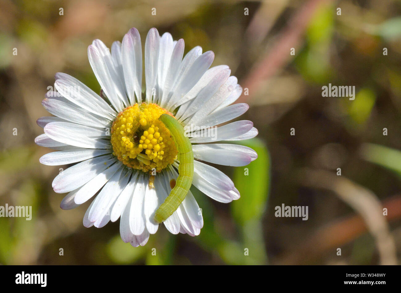 Herald scoliopteryx libatrix hi-res stock photography and images - Alamy