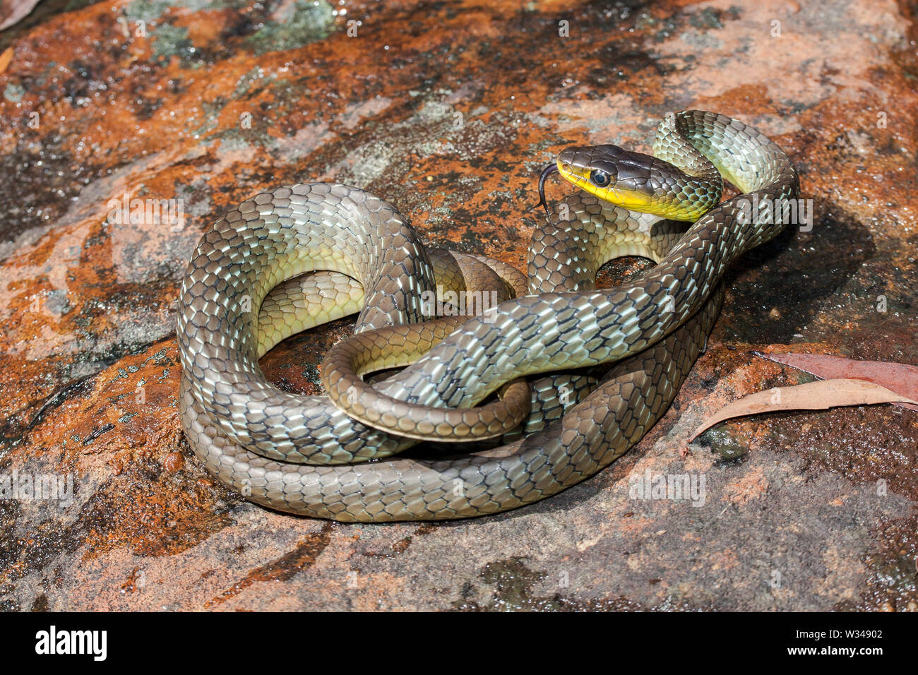 Common Tree Snake Stock Photo - Alamy