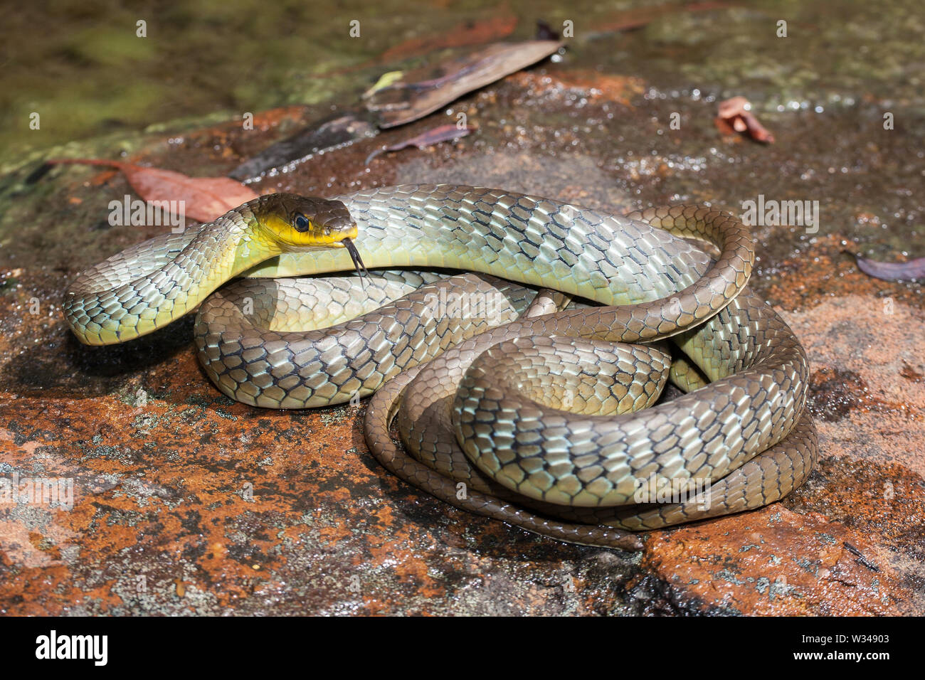 Common Tree Snake Stock Photo - Alamy