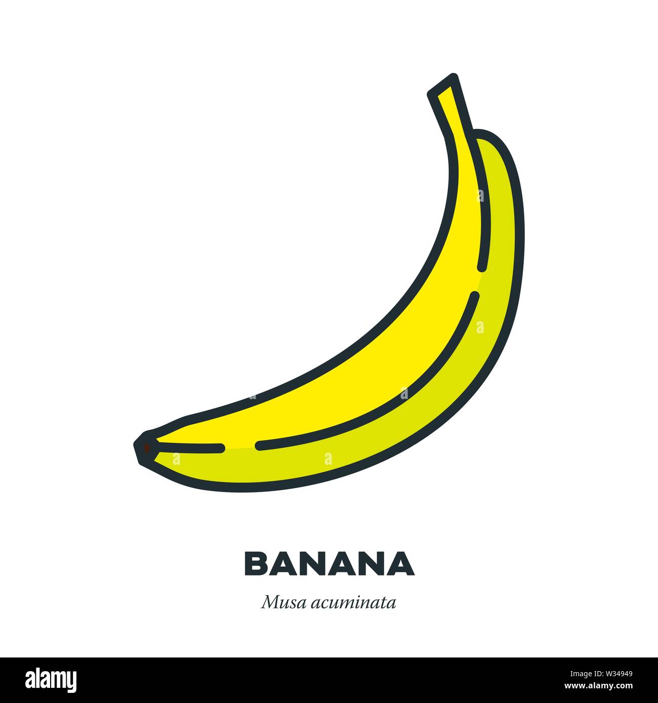 Musã Stock Vector Images - Alamy