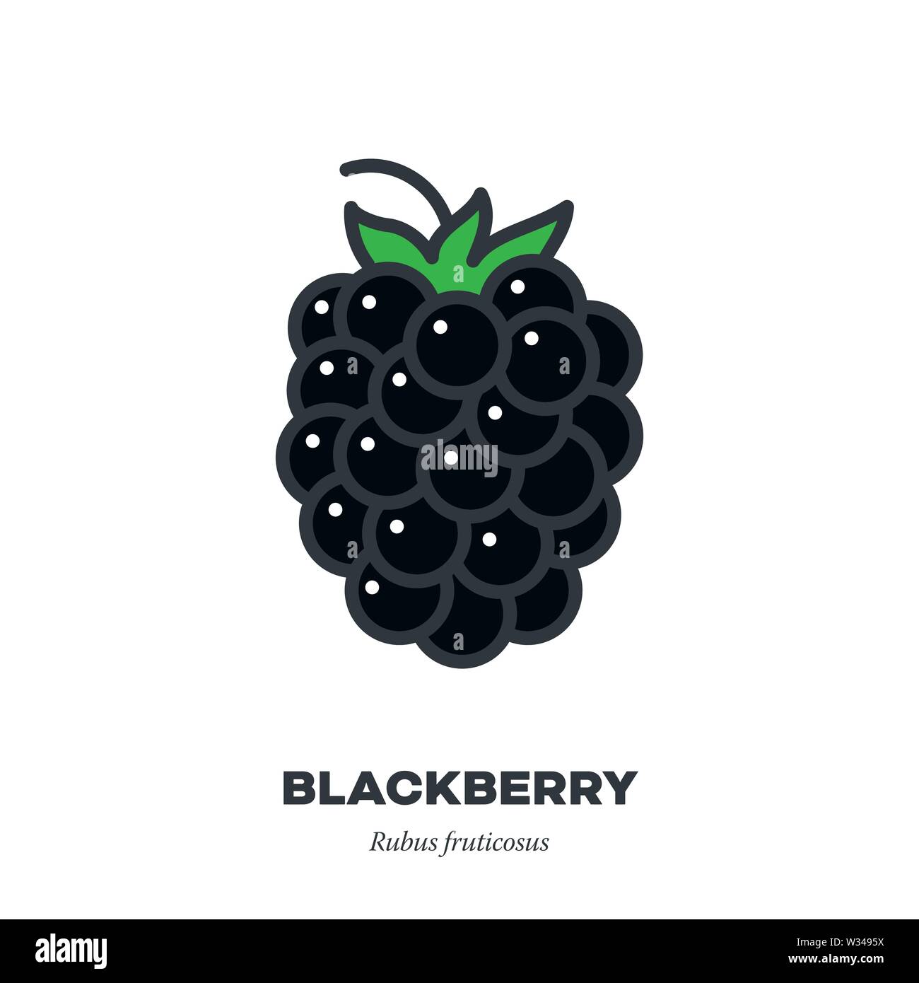 Blackberry fruit icon, outline with color fill style vector ...