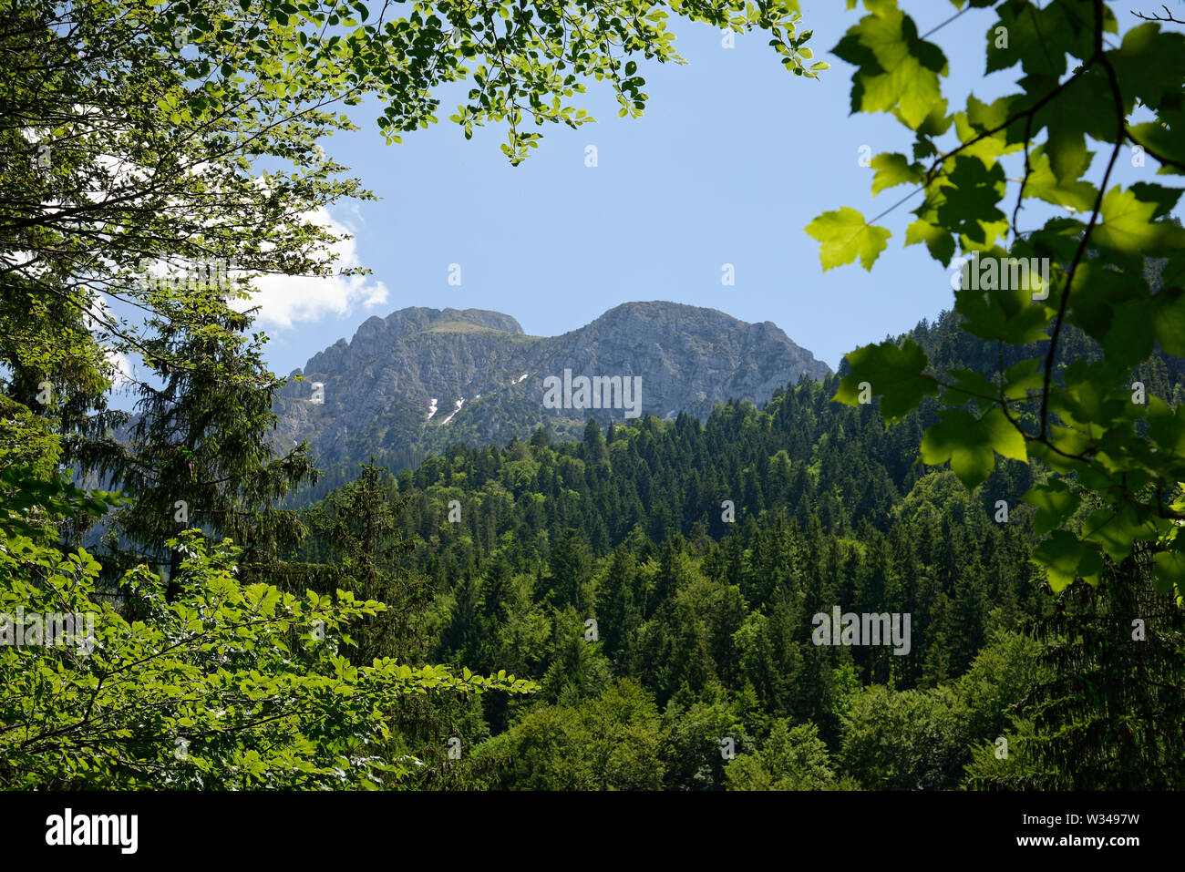 A rocky mountain and pine trees in Southern Germany Stock Photo - Alamy