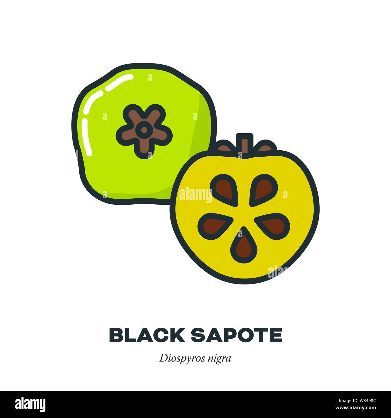 Black Sapote icon, outline with color fill style vector illustration ...