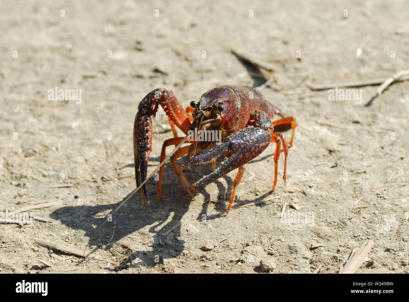 European crayfish (Astacus astacus Stock Photo - Alamy