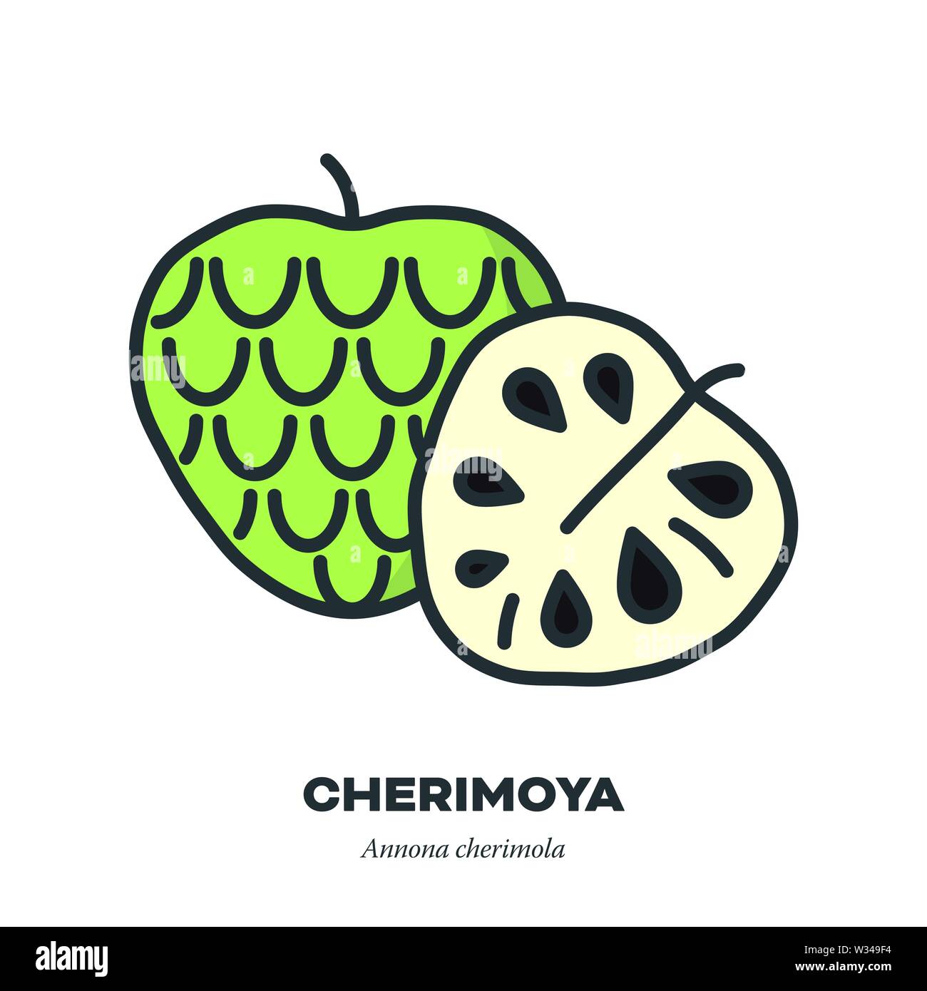 Cherimoya icon, outline with color fill style vector illustration ...