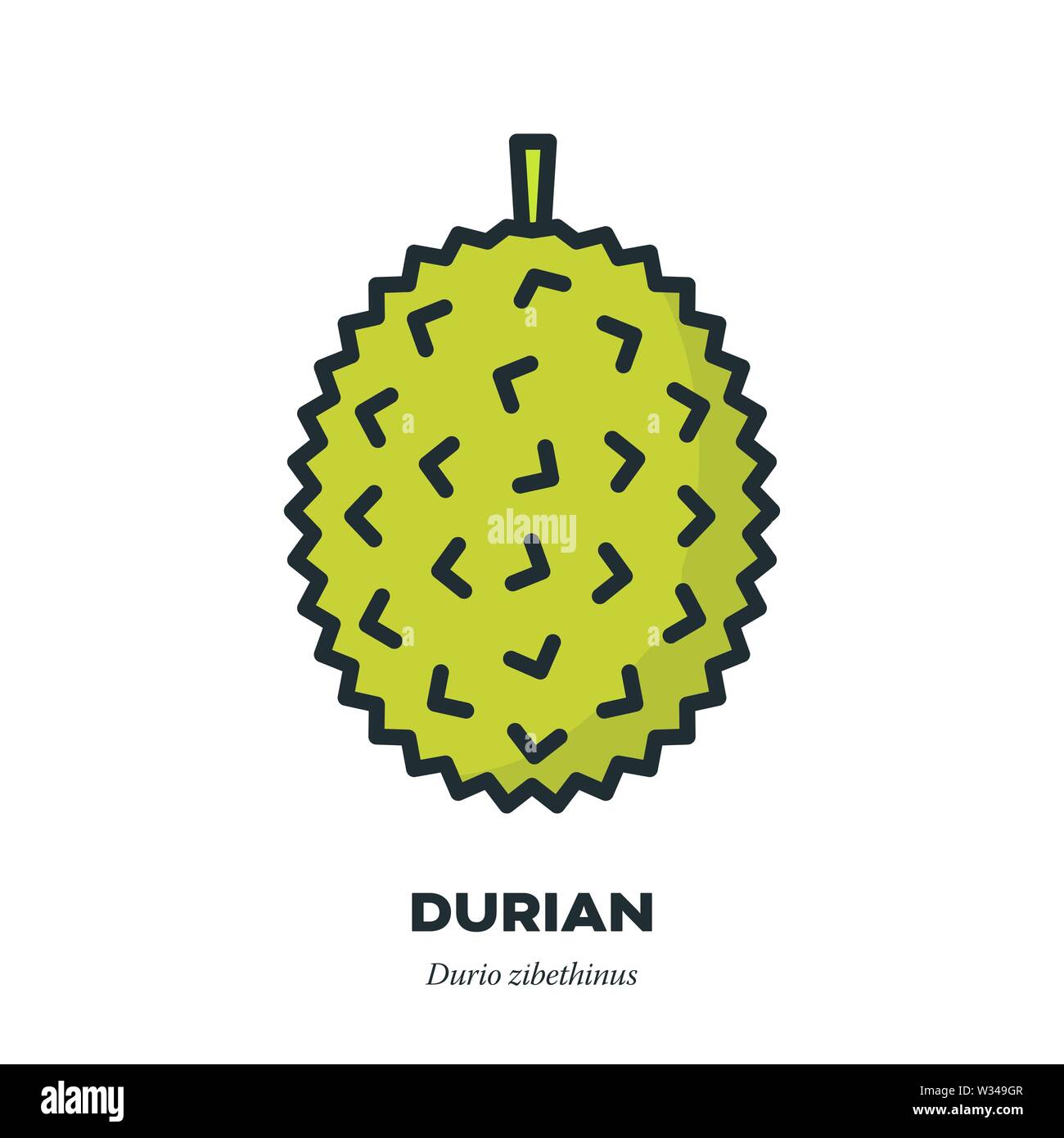 Durian fruit icon, outline with color fill style vector illustration ...