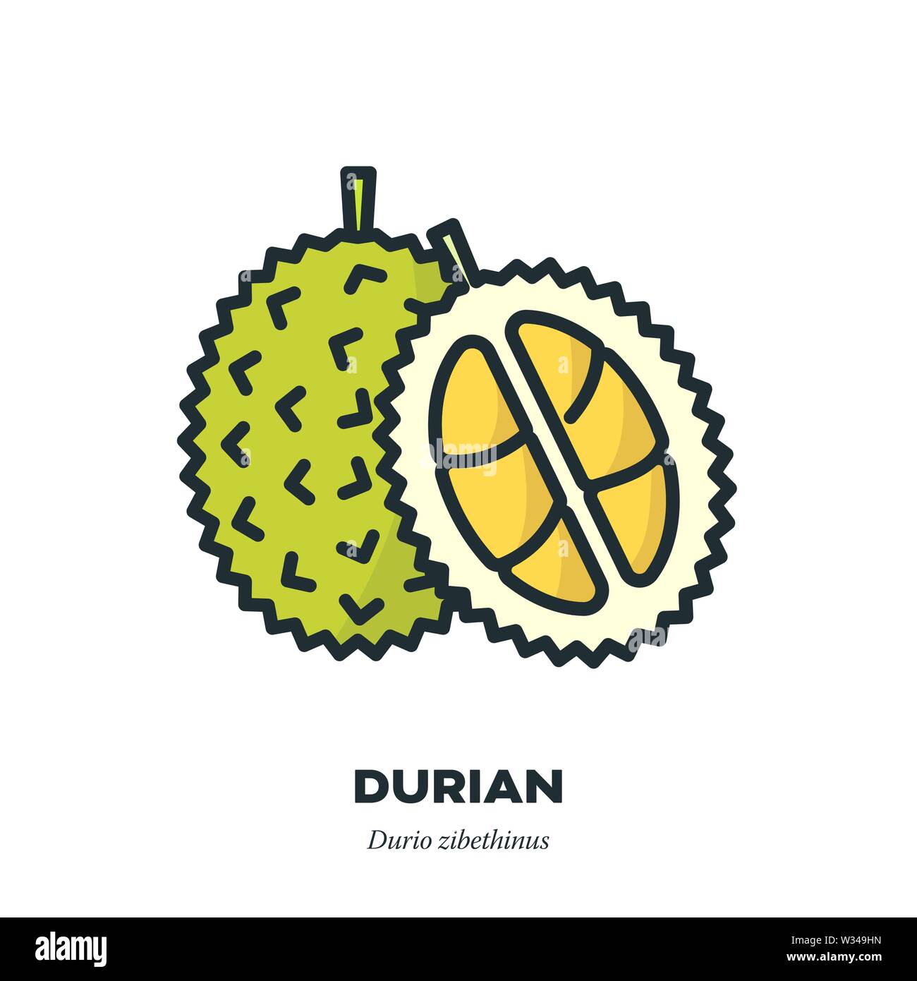 Durian fruit icon, outline with color fill style vector illustration ...