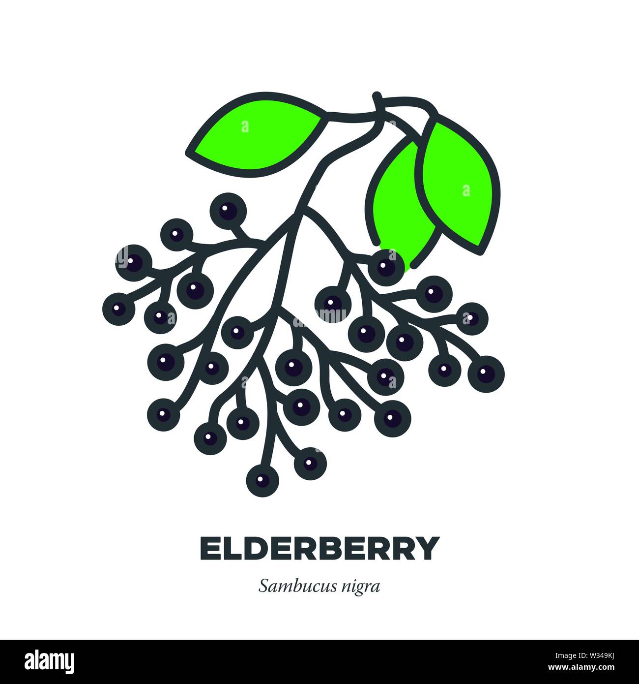 Elderberry fruit icon, outline with color fill style vector ...