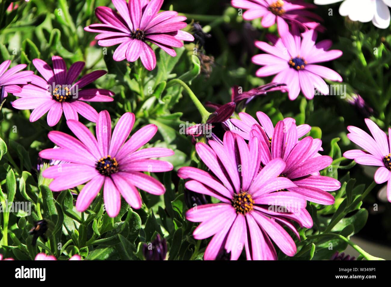 Osteospermum dimorphoteca ecklonis hi-res stock photography and images ...