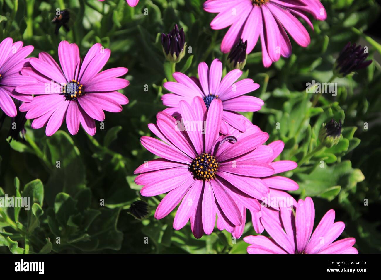 Beautiful purple Dimorphoteca flowers in the garden in Spring Stock ...