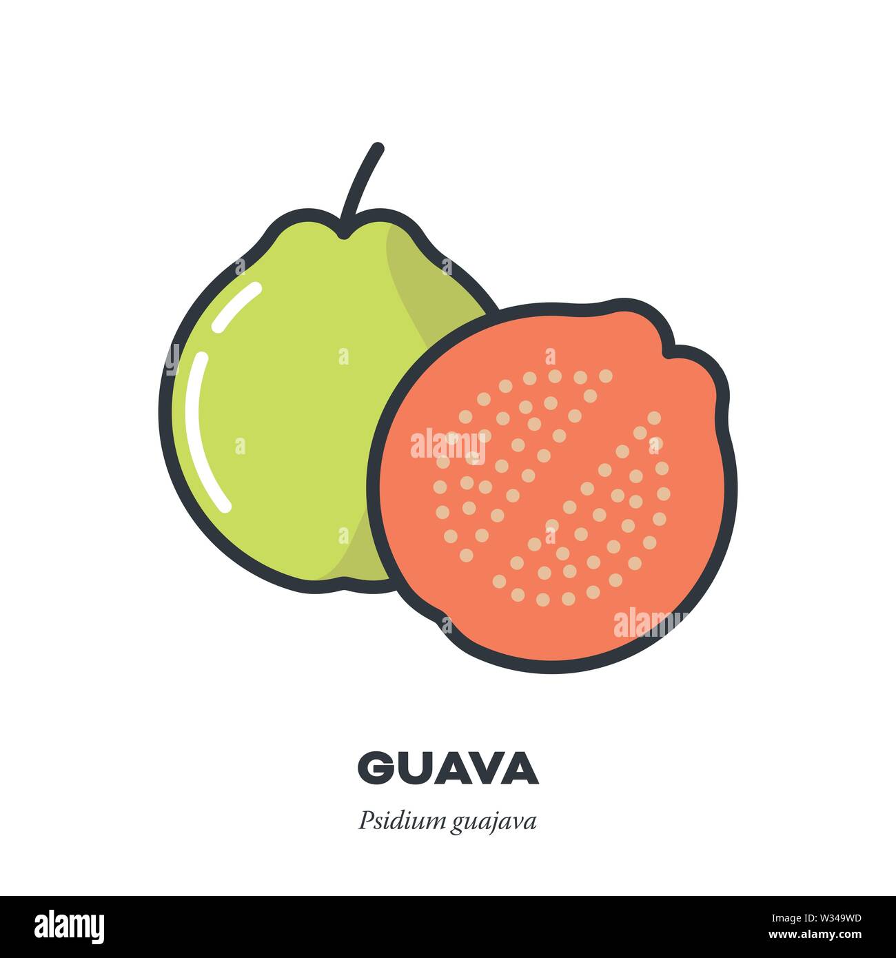 Guava fruit icon, outline with color fill style vector illustration ...
