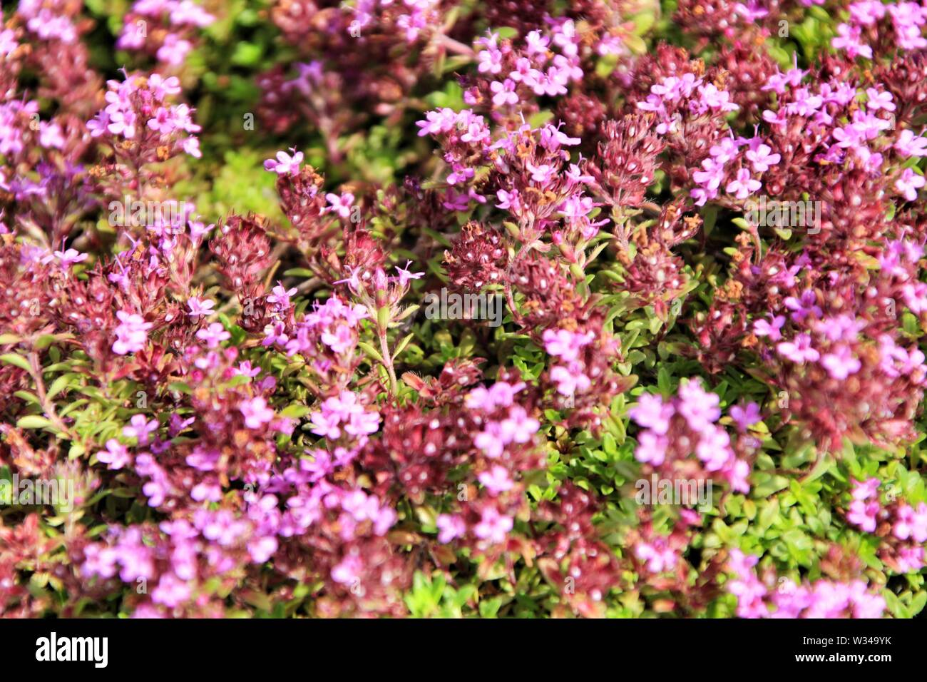 Beautiful Tymus plant with flowers in the garden under the sun Stock ...