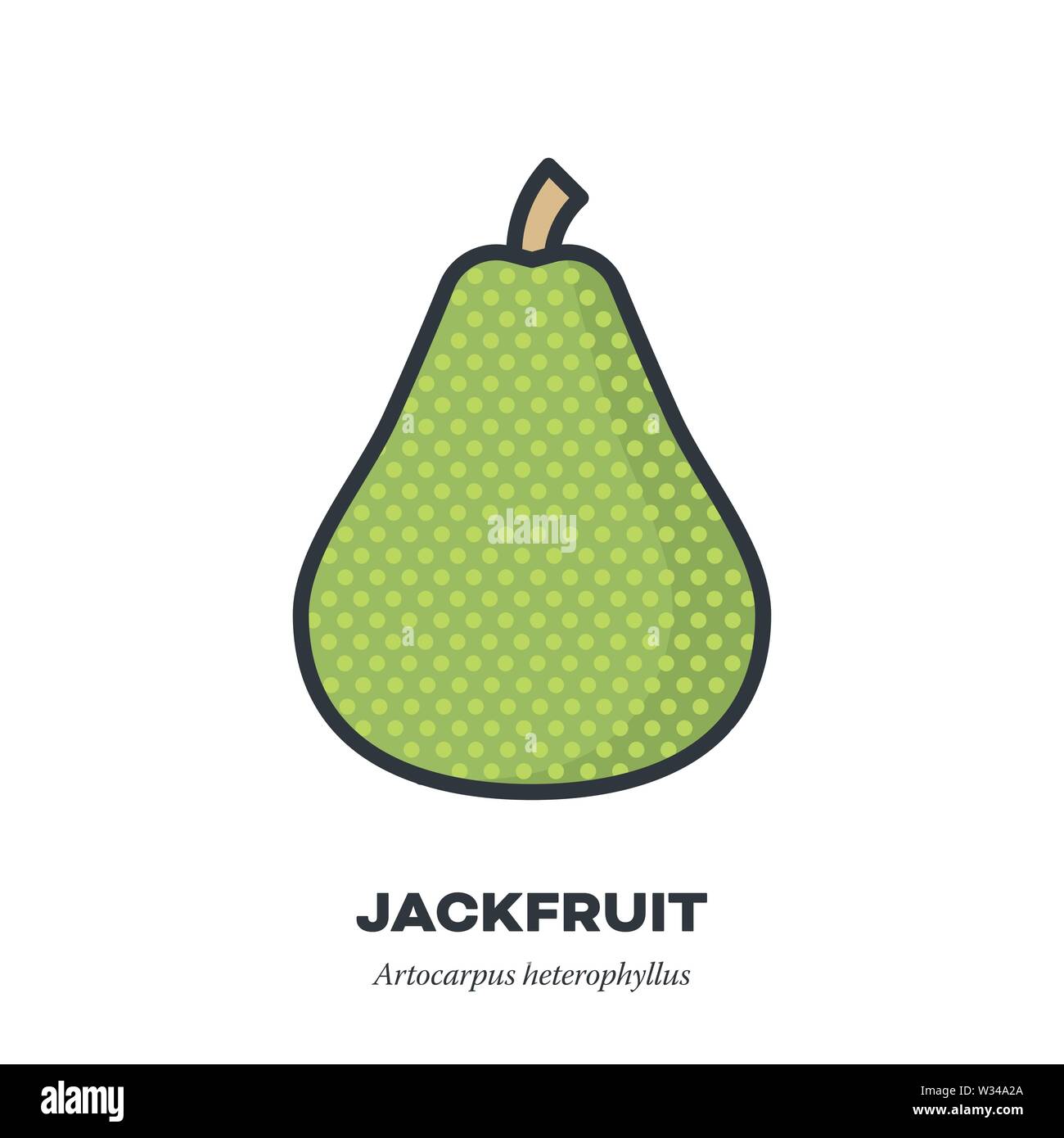 Jackfruit icon, outline with color fill style vector illustration Stock ...