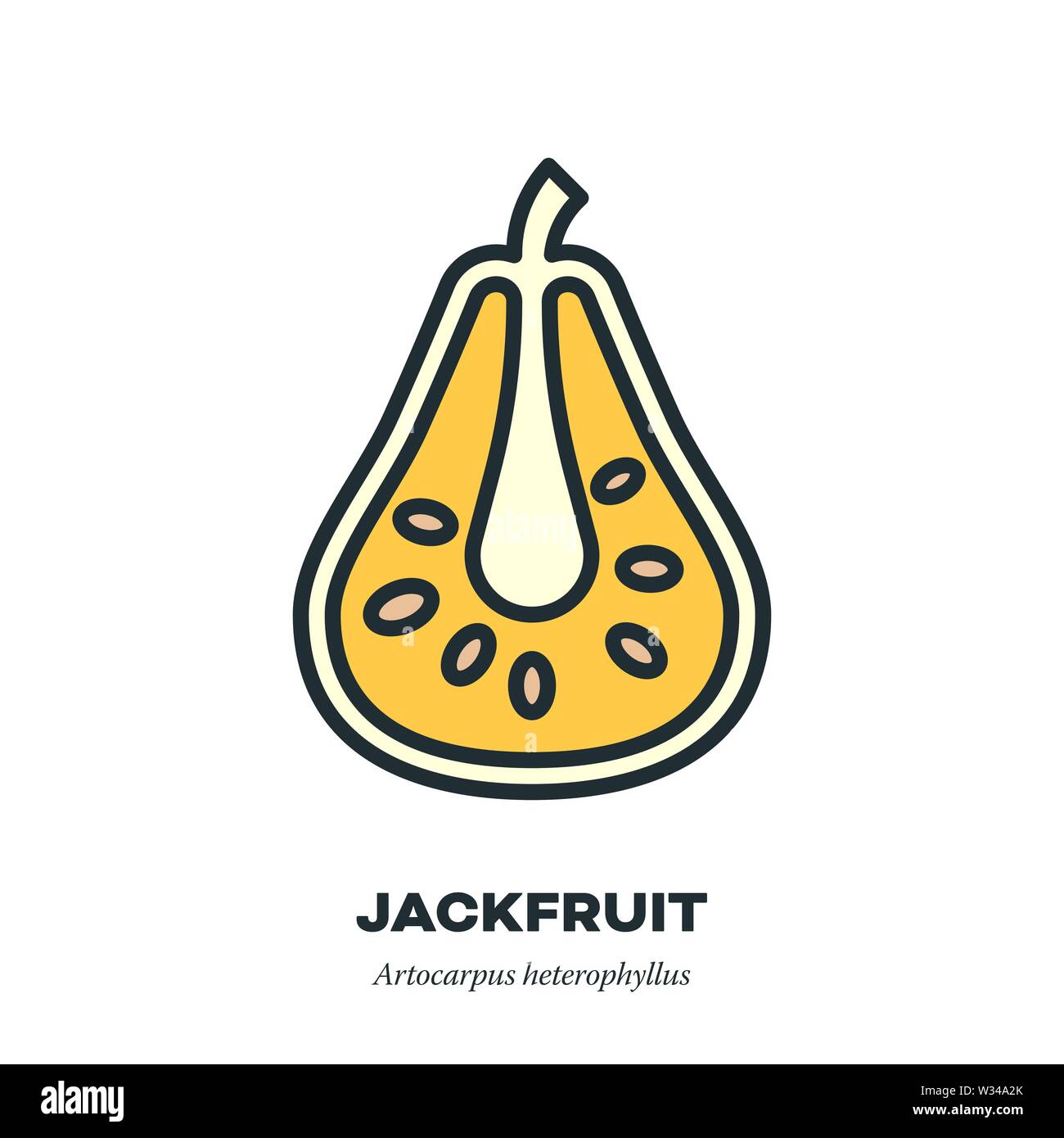 Jackfruit icon, outline with color fill style vector illustration ...