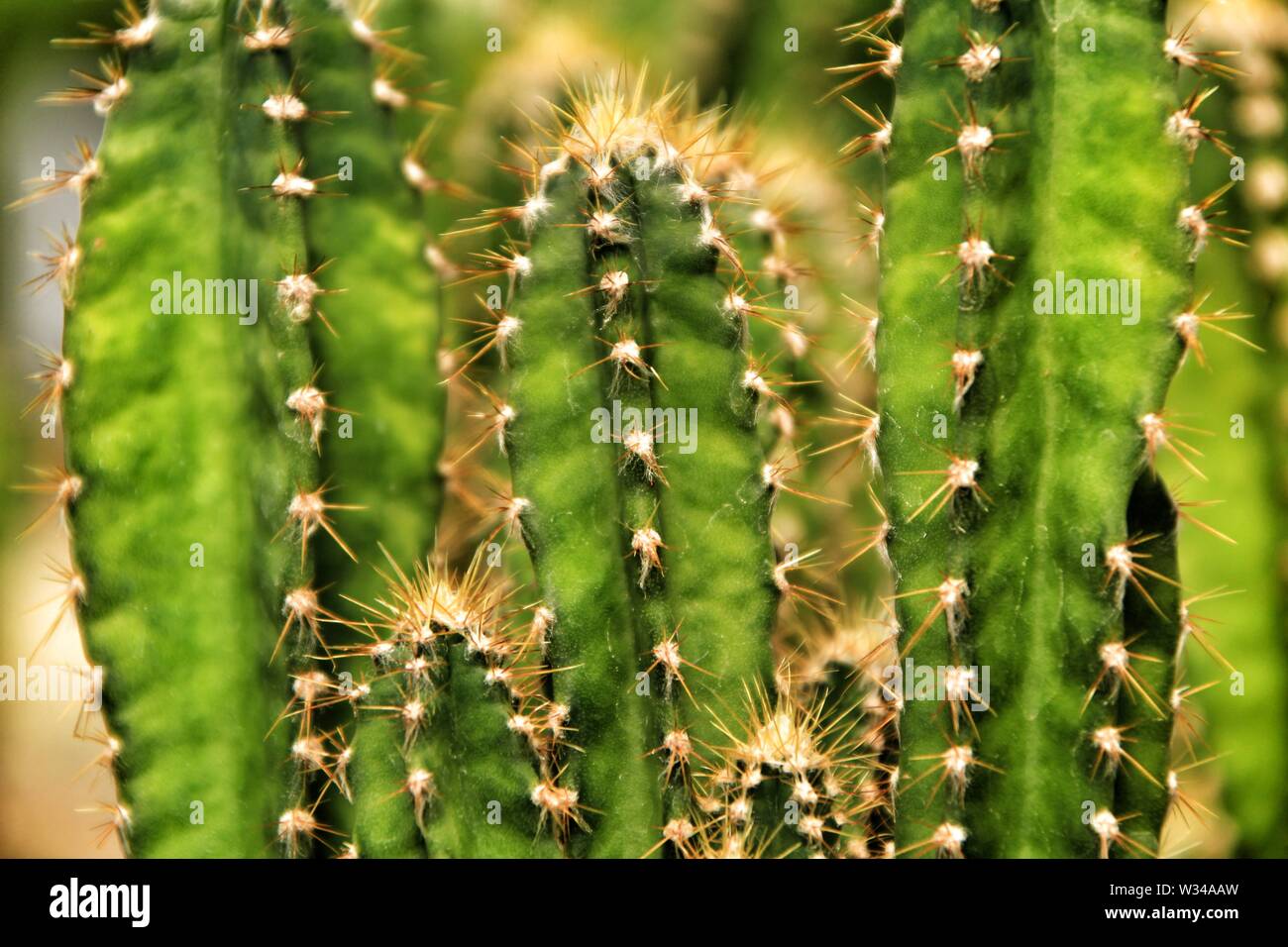 Cereus peruvianus cactus cacti hi-res stock photography and images - Alamy