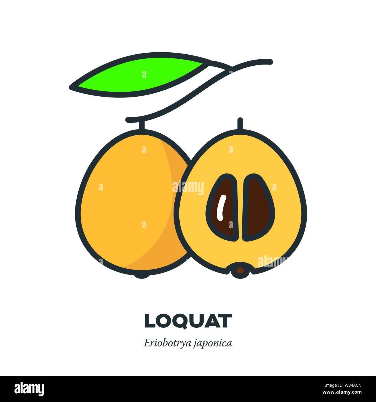 Loquat leaf Stock Vector Images - Alamy