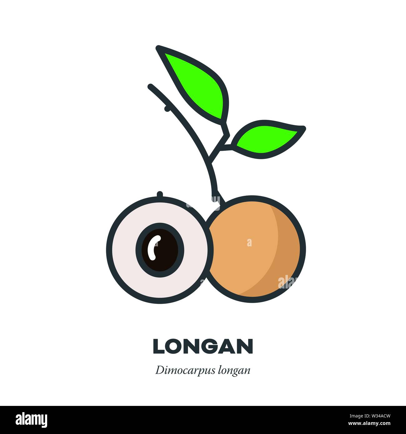 Dimocarpus Stock Vector Images - Alamy