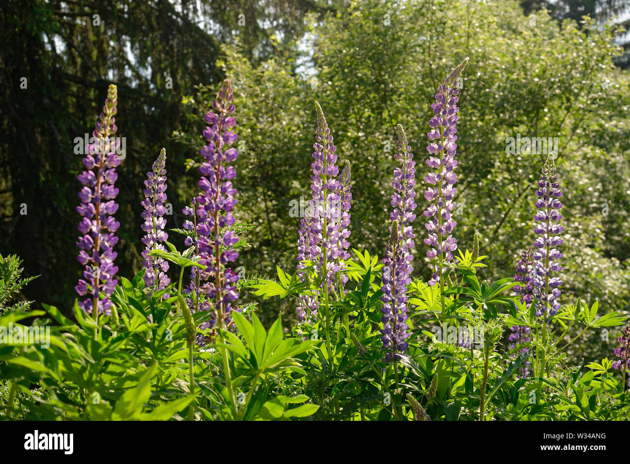 Blue/purple alpine lupins growing wild in a meadow. Mountain wild ...
