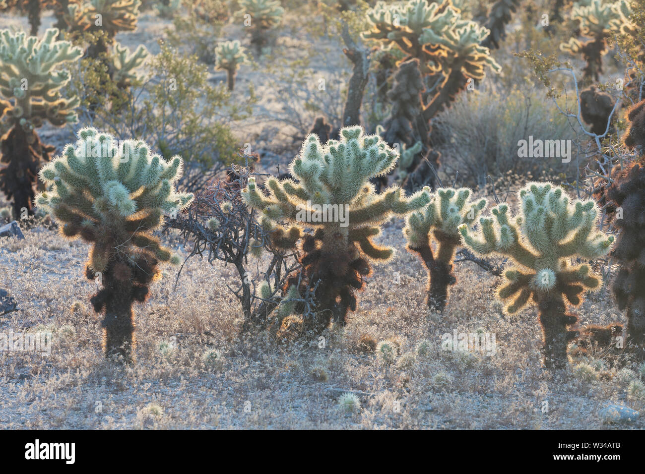 Cholla cactus garden from Joshua Tree NP, Mojave Desert. Sunset on the ...