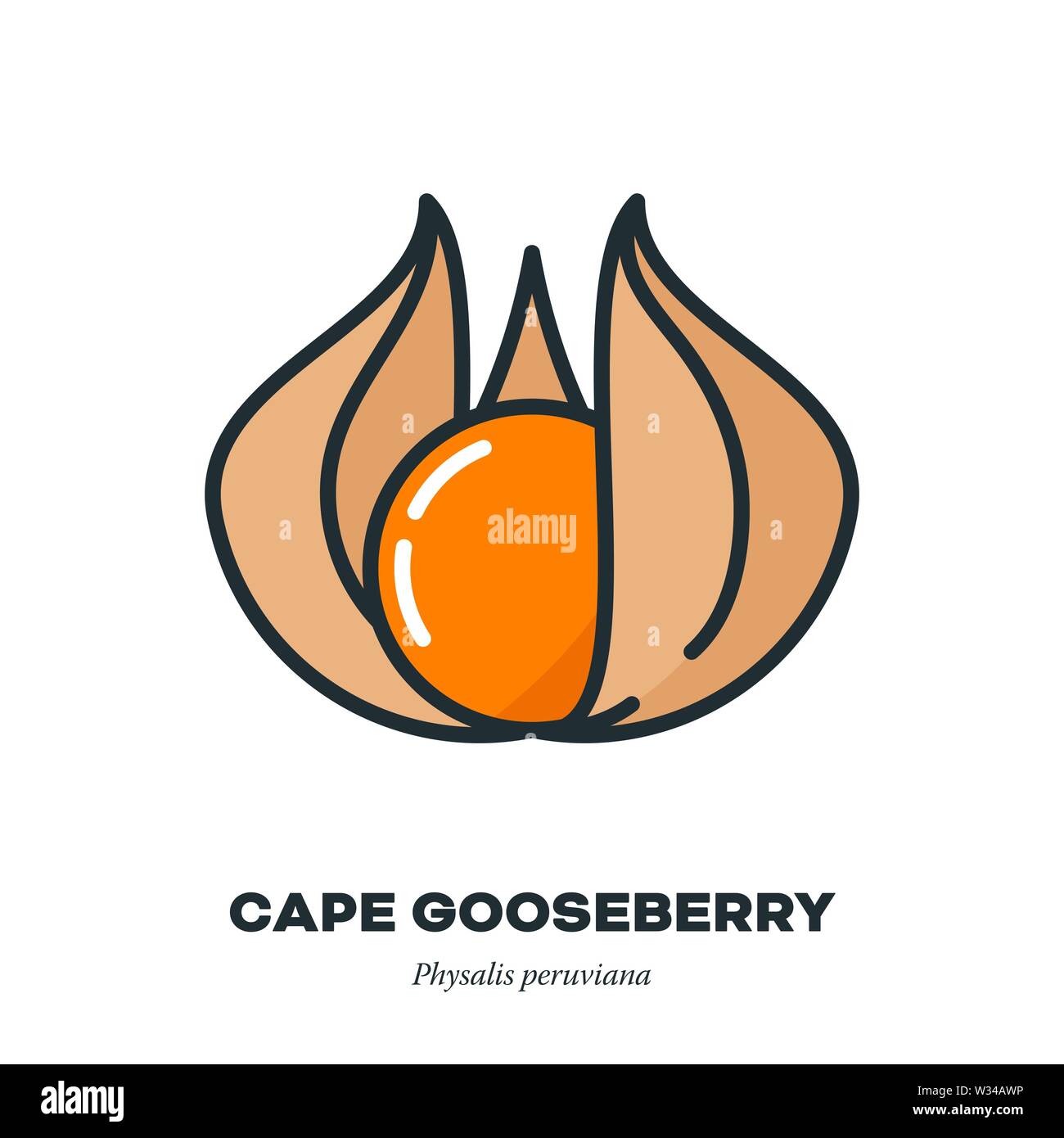 Cape gooseberry or physalis fruit icon, outline with color fill style ...