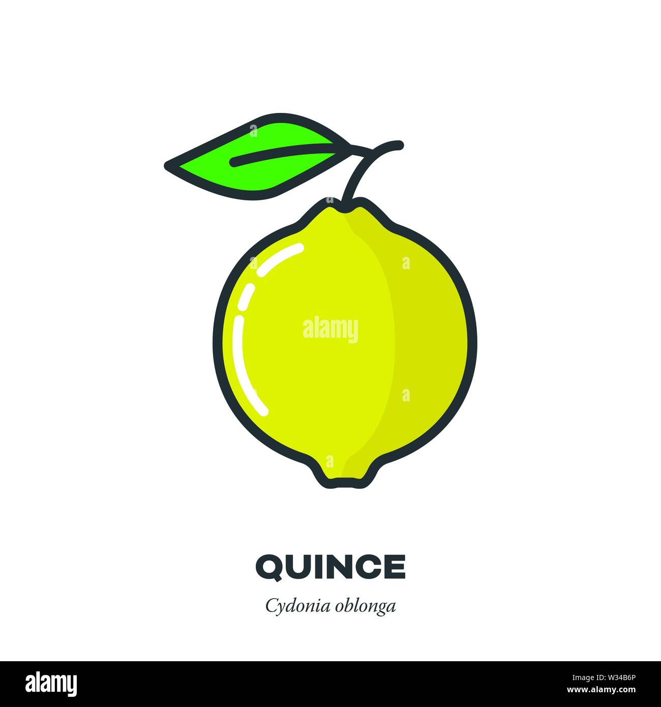 Quince fruit icon, outline with color fill style vector illustration ...