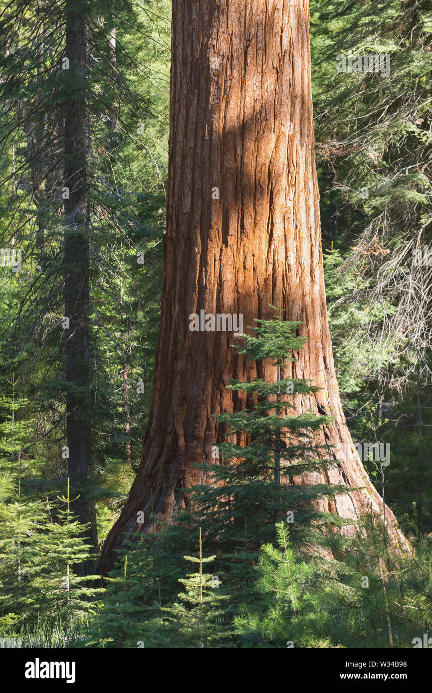 Giant Sequoias Forest. Sequoia National Park in California Sierra ...
