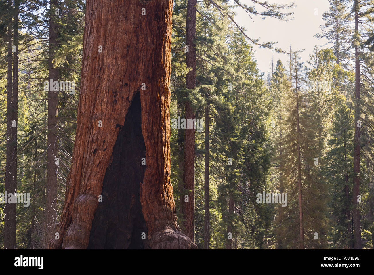 Giant Sequoias Forest. Sequoia National Park in California Sierra ...
