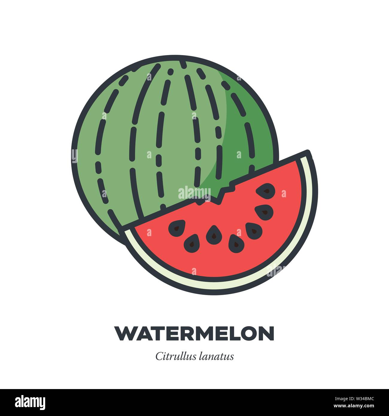 Watermelon fruit icon, outline with color fill style vector ...