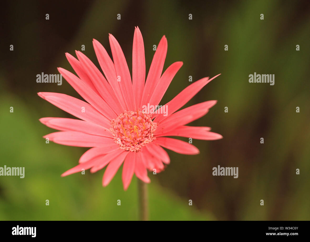 Beauty of nature - flower of Gerbera in a botanical garden Stock Photo ...