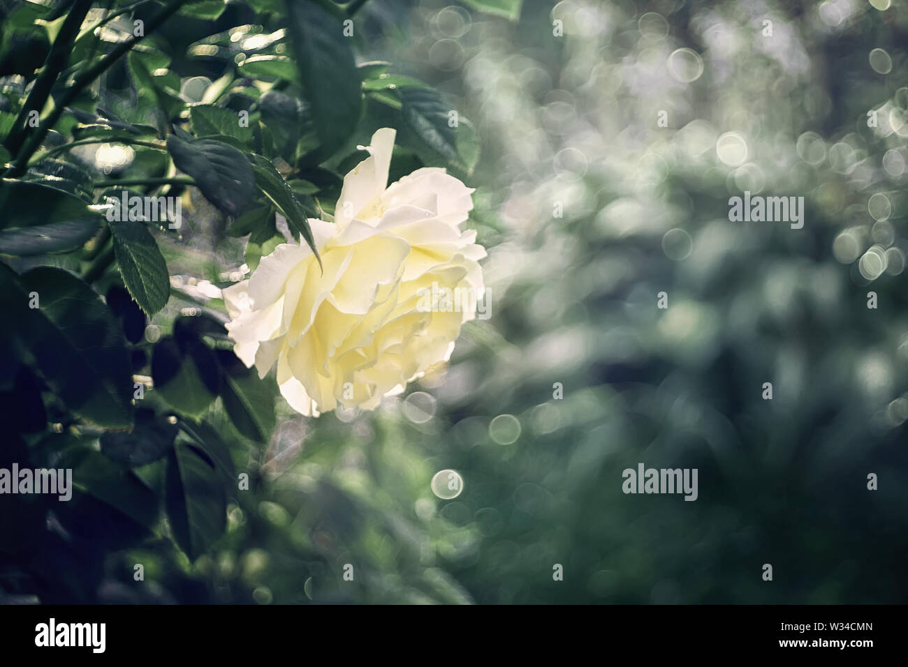 Favorite of flowers hi-res stock photography and images - Alamy