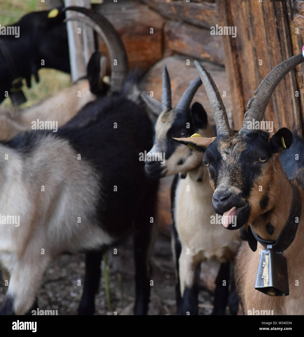 Cheeky goat hi-res stock photography and images - Alamy