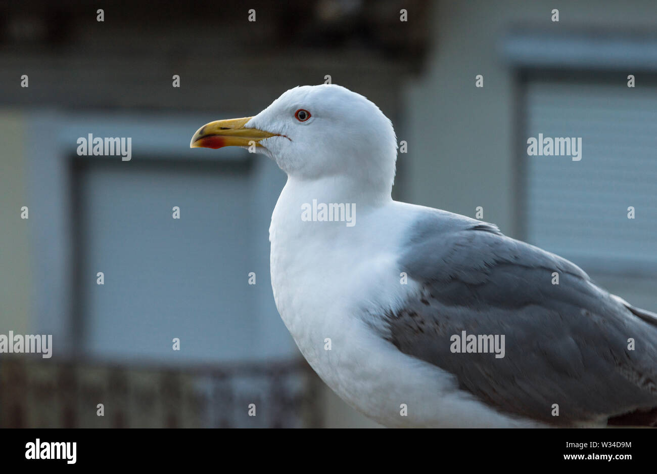 Seagull portrait hi-res stock photography and images - Alamy