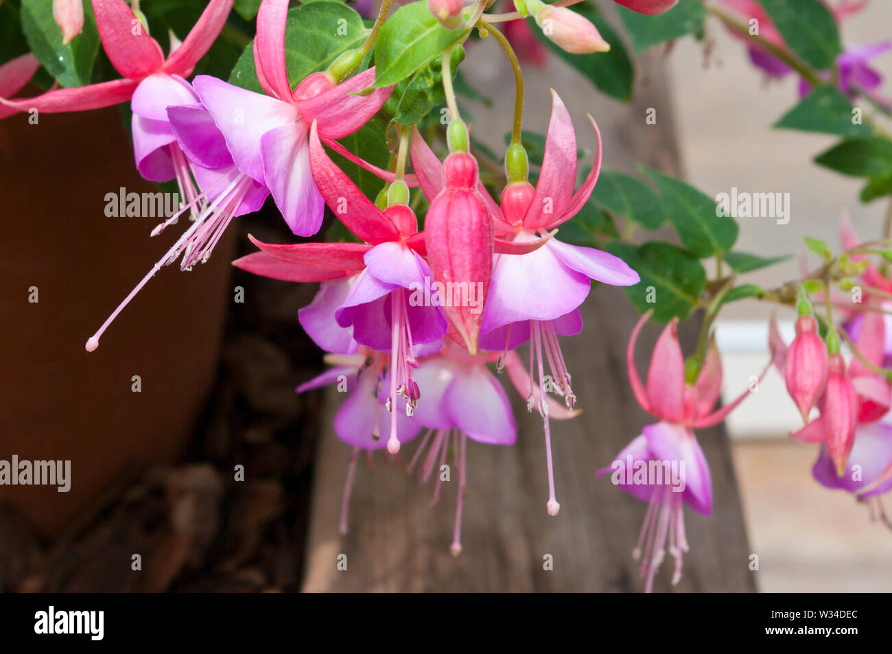 Fuchsia Lady Isobel Barnett Stock Photo - Alamy