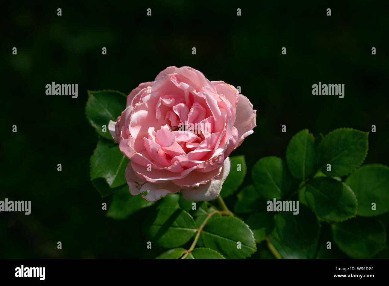 Cinderella flower hi-res stock photography and images - Alamy