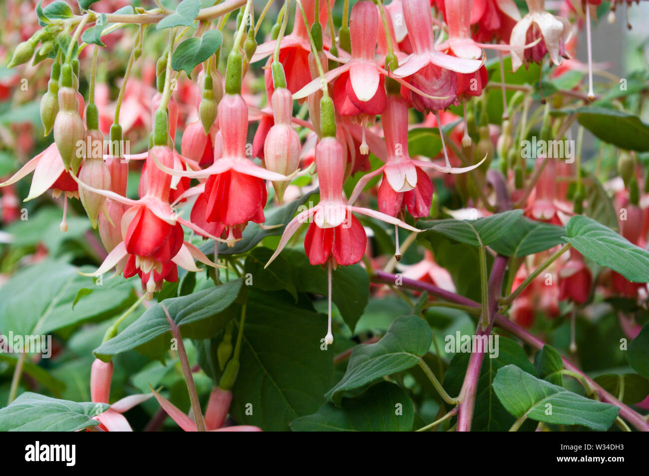 Red fuchsia hi-res stock photography and images - Alamy