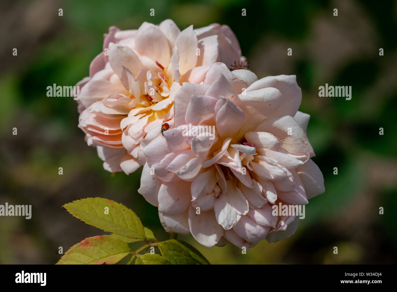 colourful close up of two pink english grace rose flower heads with ...
