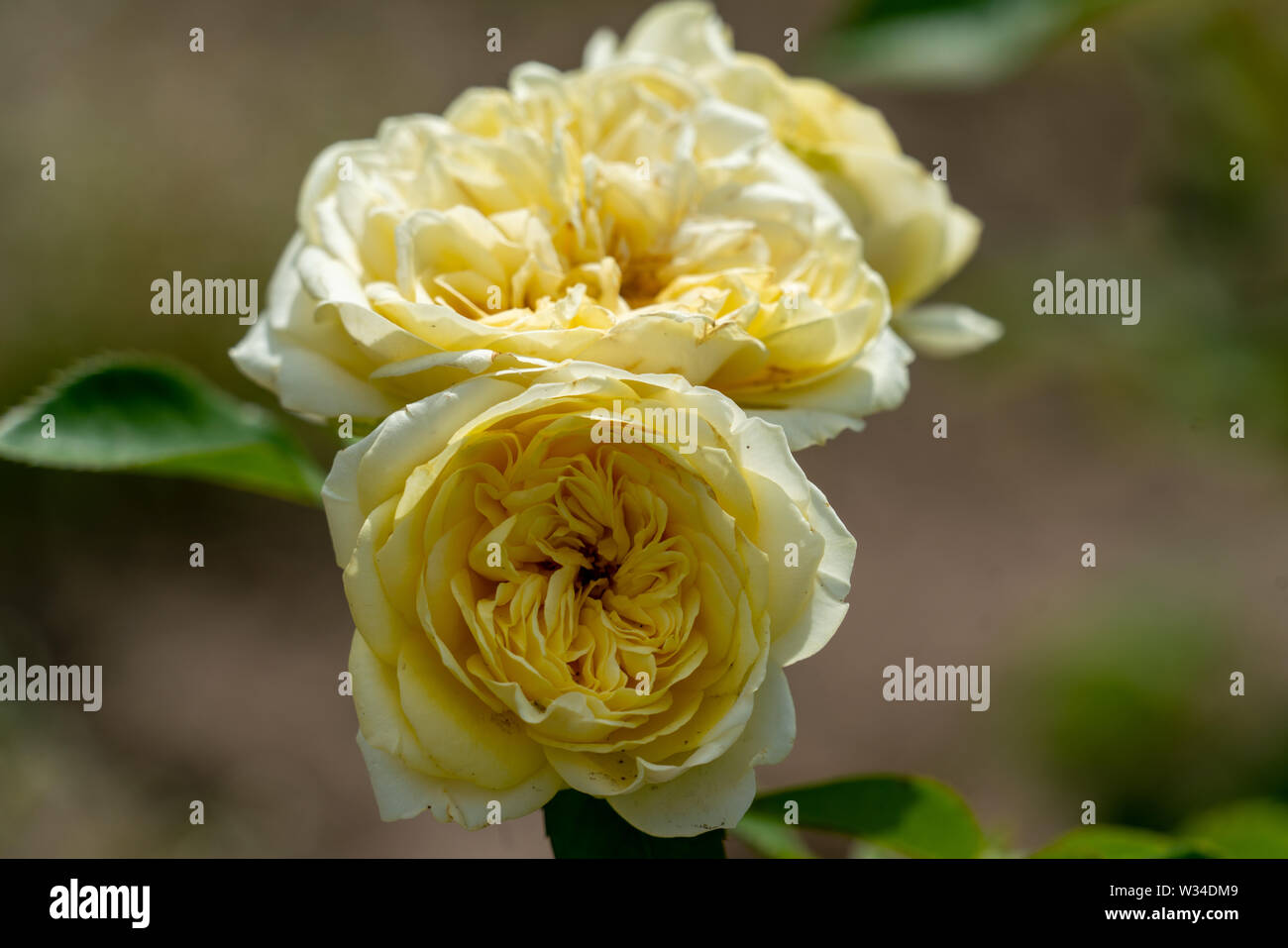 Green romantica rose hi-res stock photography and images - Alamy