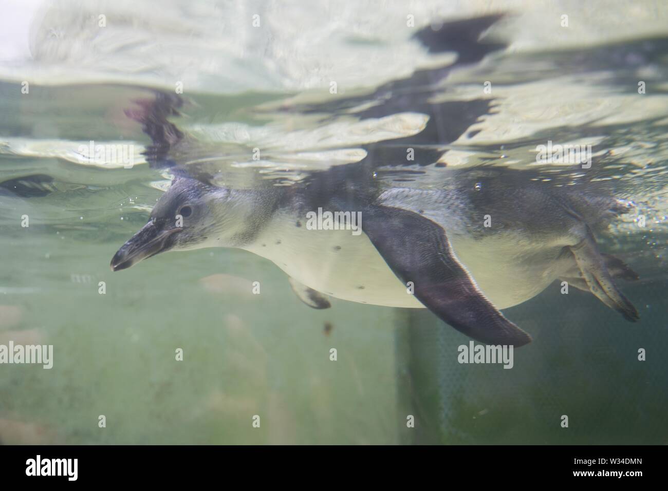 Hand rearing hi-res stock photography and images - Alamy