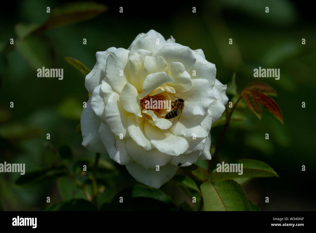 Flower mala hi-res stock photography and images - Alamy