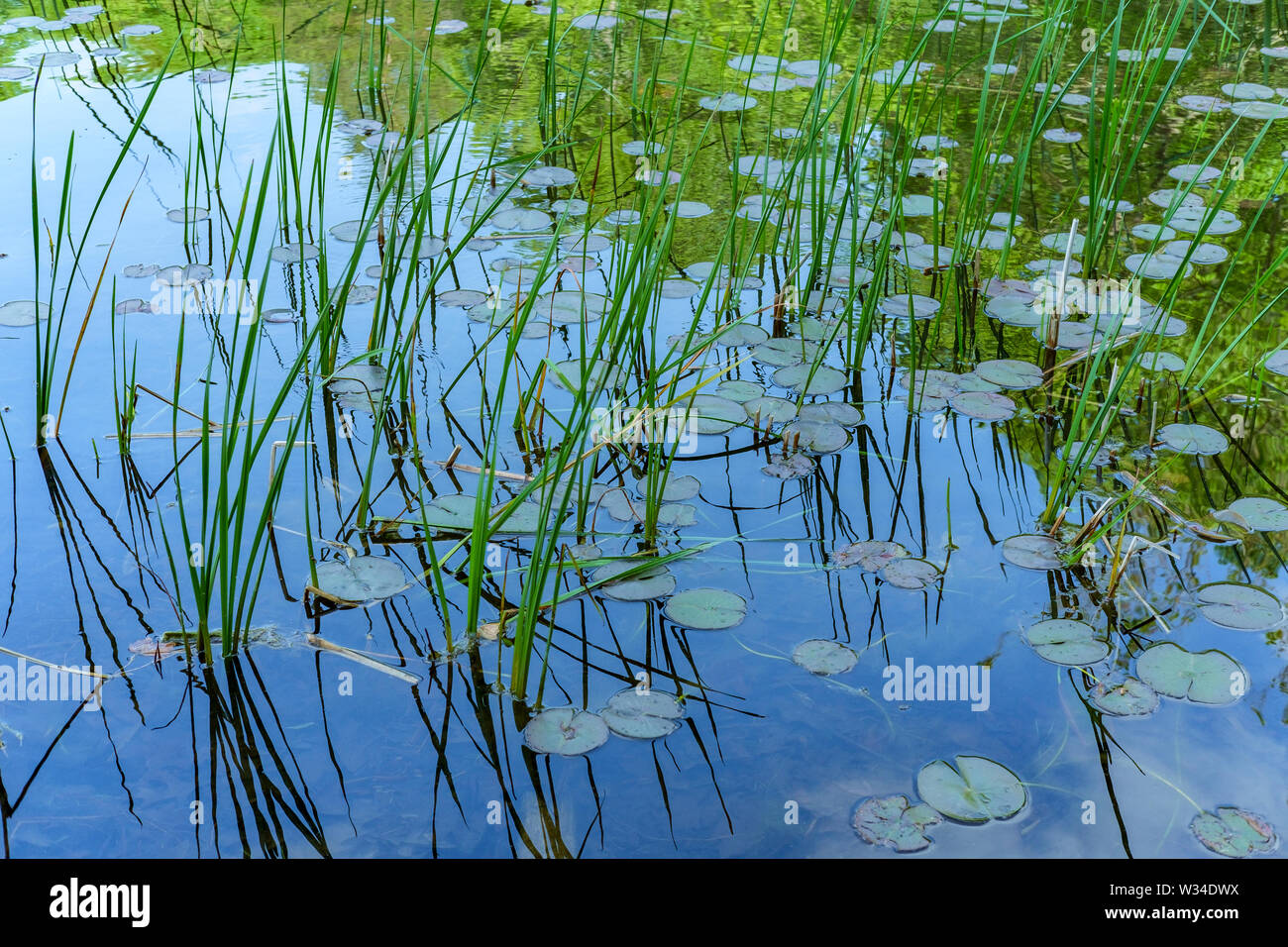 Reeds and waterlilies growing in summer lake with blue sky reflection ...