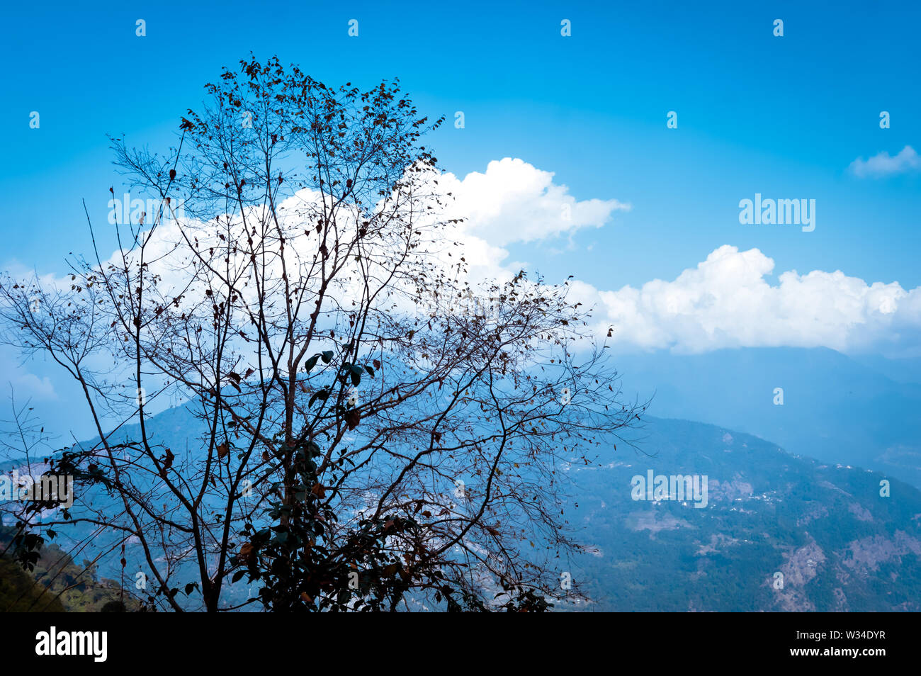 Tree with Himalayan mountain range. Storm cloud floating over in blue ...