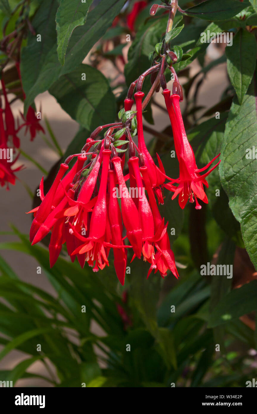 Red Fuchsia Mary Stock Photo - Alamy
