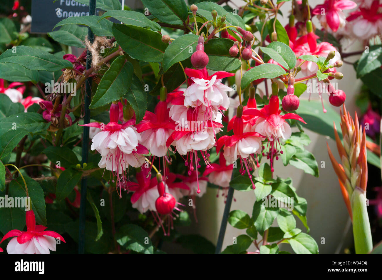 Fuchsia red white hi-res stock photography and images - Alamy
