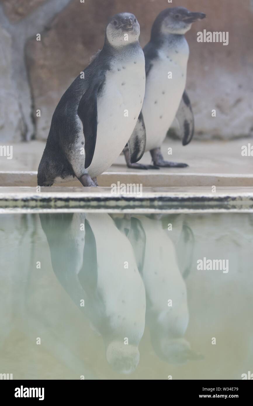 Dresden, Germany. 12th July, 2019. Two young Humboldt penguins stand in ...