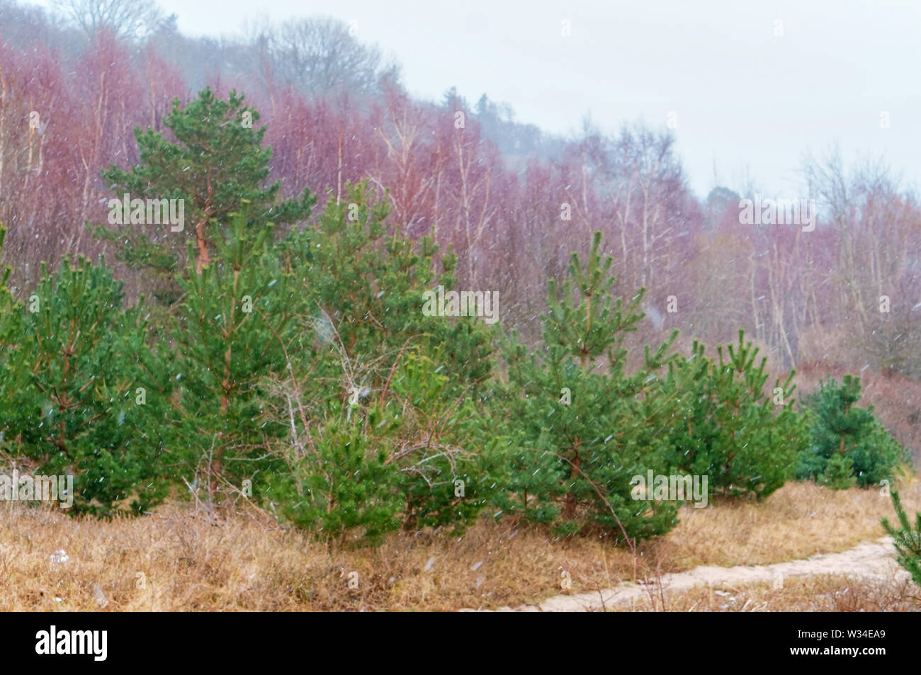 the first snowfall in the forest, inclement snow weather Stock Photo ...